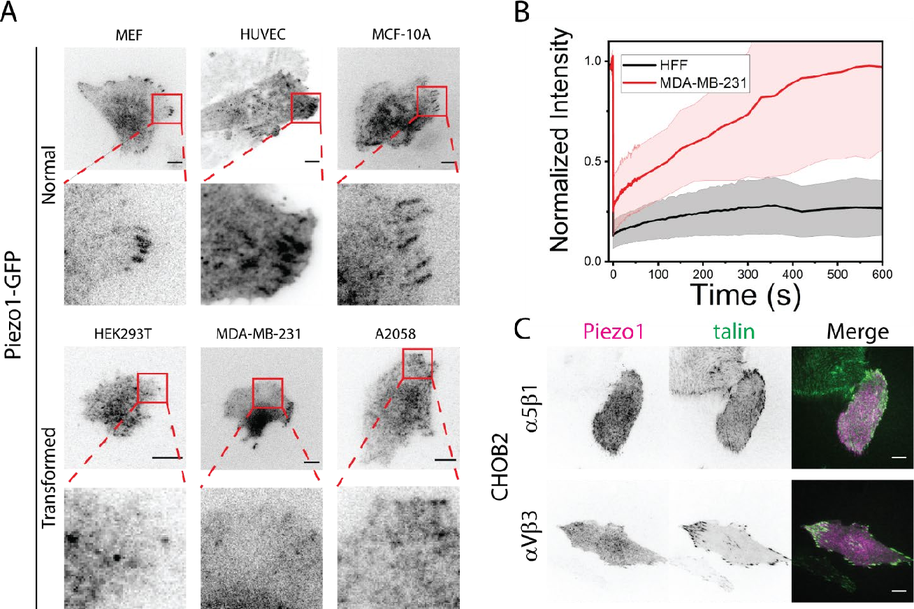 Force Dependent Piezo1 Recruitment To Focal Adhesions Regulates