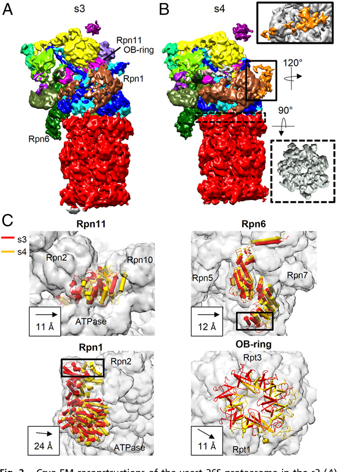 Figure 1 From Structural Insights Into The Functional Cycle Of The