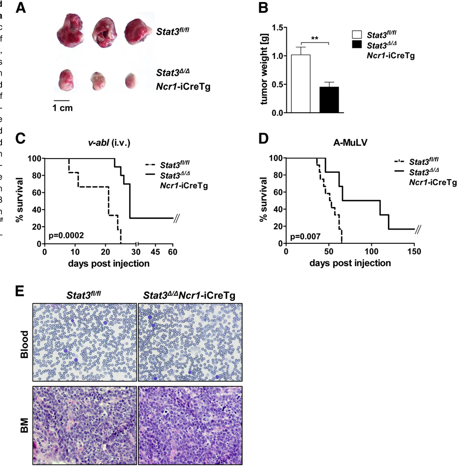 Figure 2 From Loss Of Stat3 In Murine Nk Cells Enhances Nk Cell