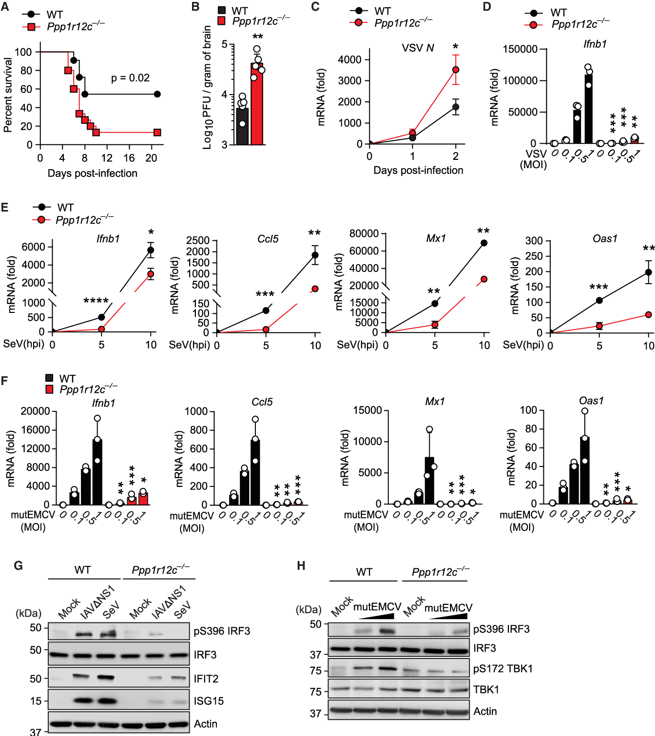 Pdf Actin Cytoskeleton Remodeling Primes Rig I Like Receptor