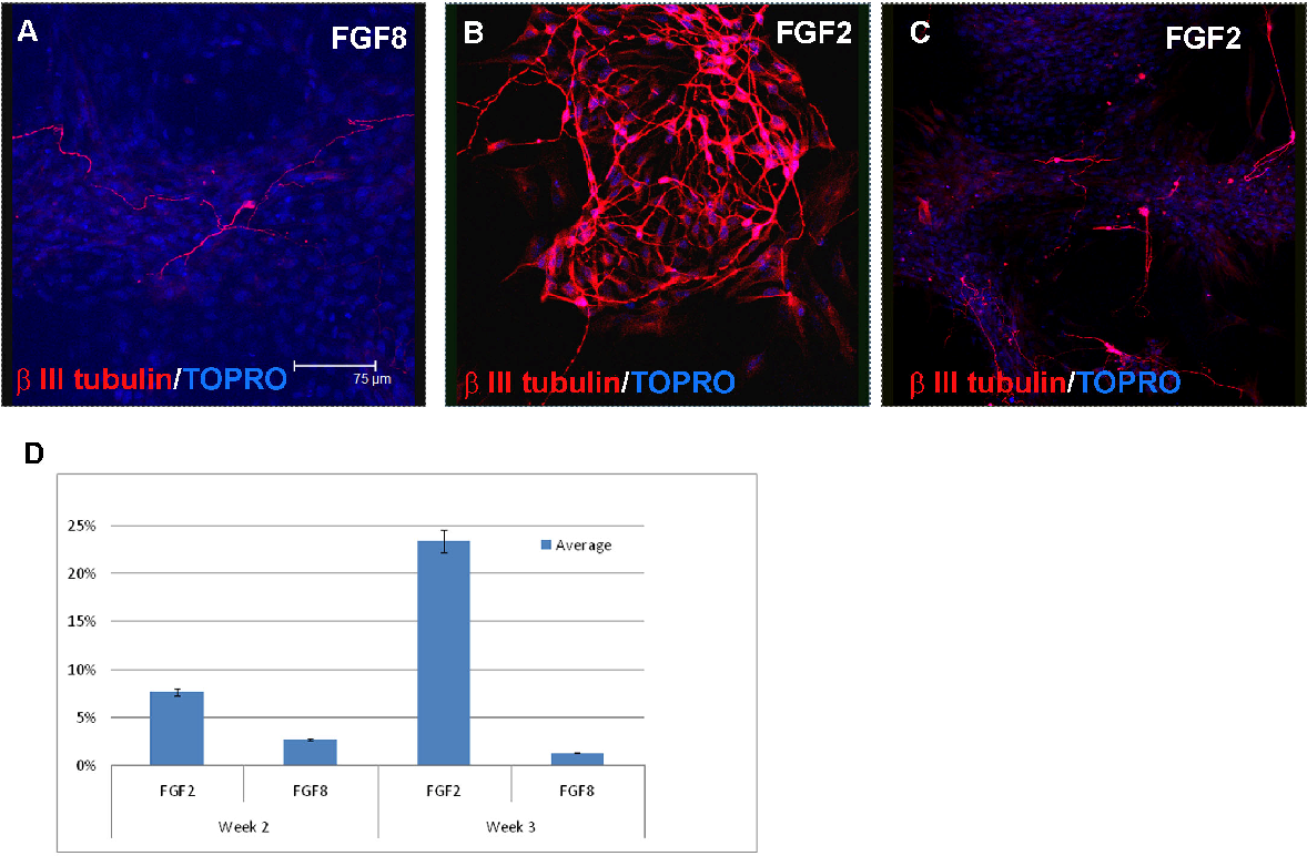 Figure 1 From Differentiation Of Human Embryonic Stem Cell Hesc