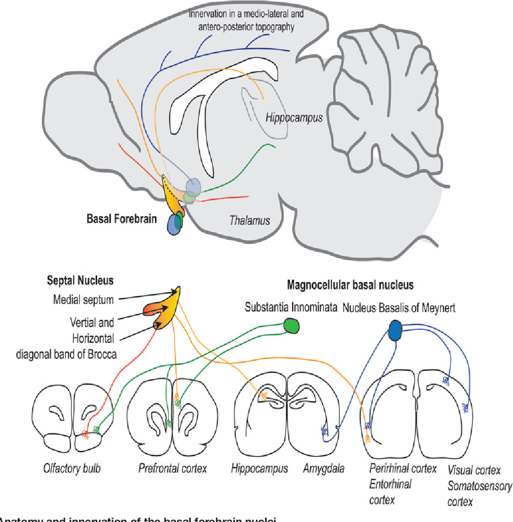 Pdf Regulation Of Cholinergic Basal Forebrain Development