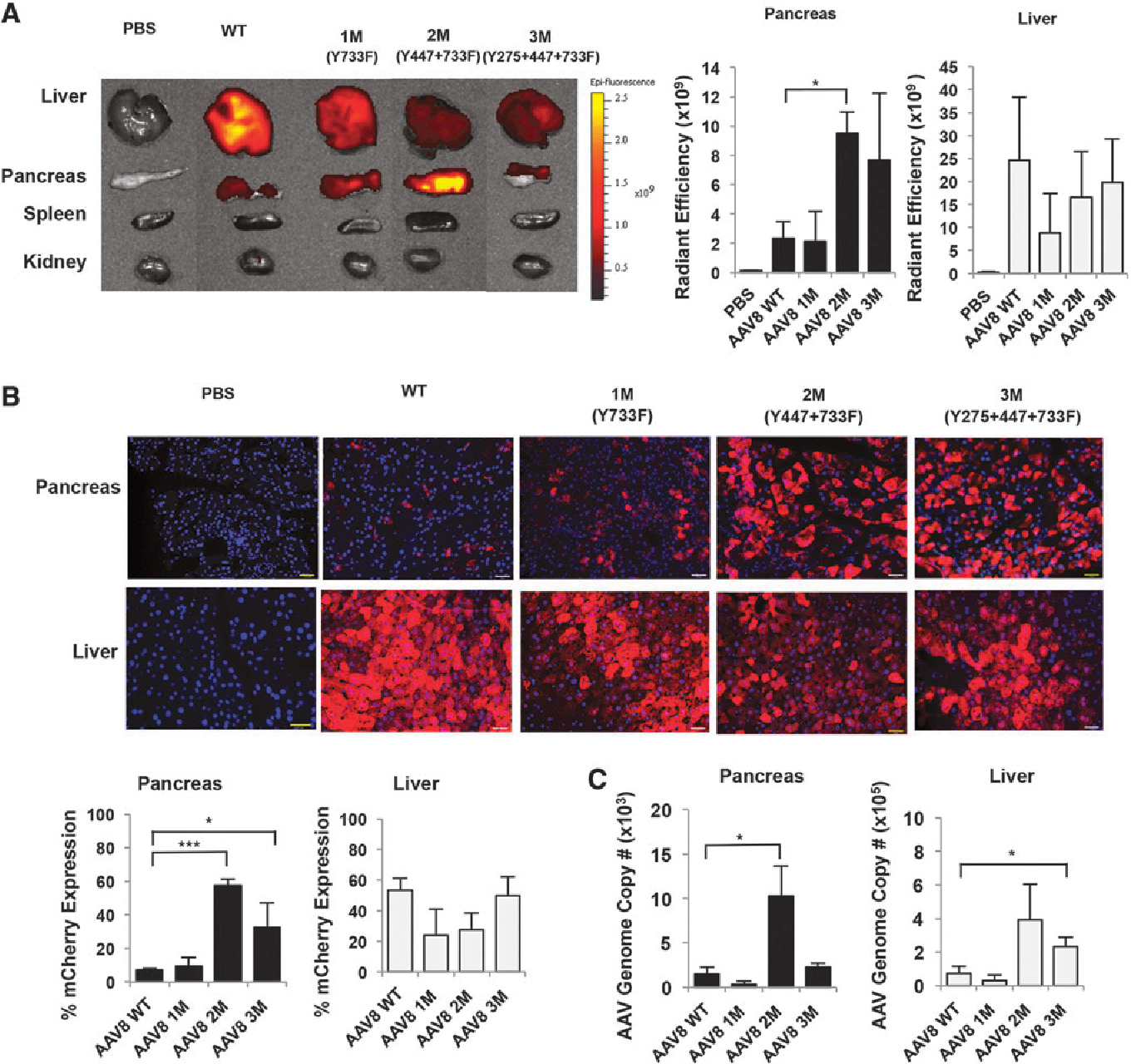 Figure 1 From Efficient Gene Delivery And Expression In Pancreas And