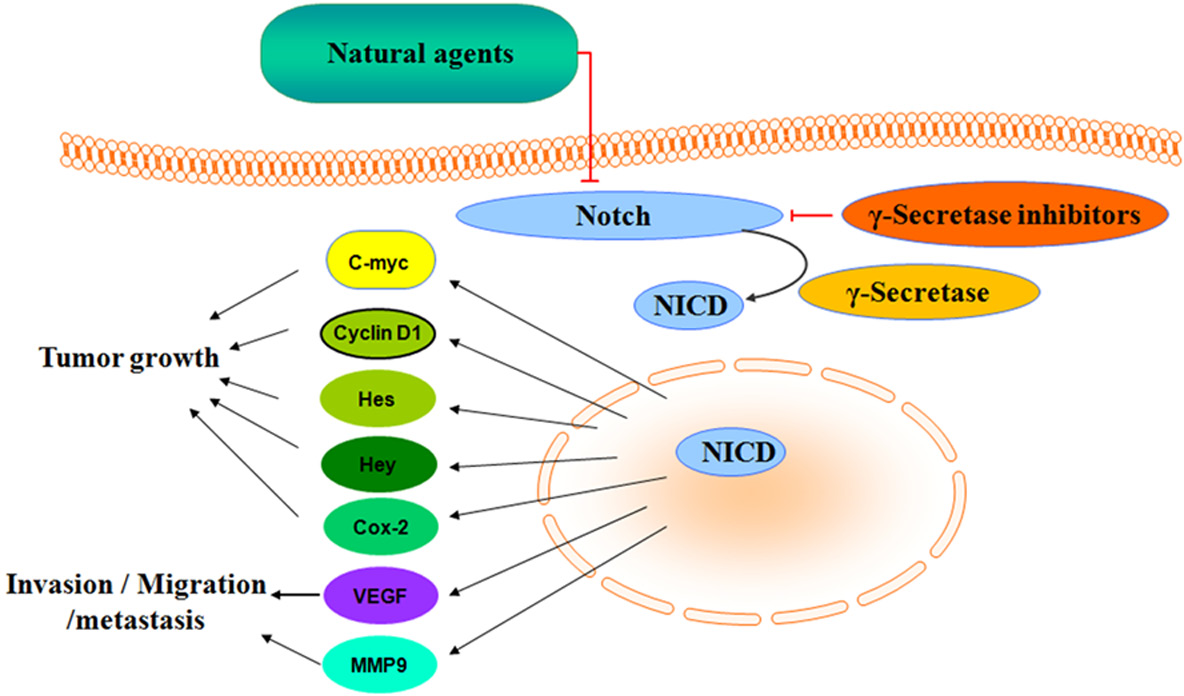 Pancreatic Cancer Cell Signaling Pathway