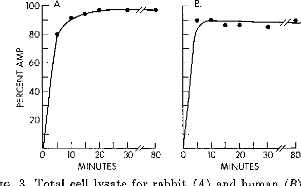 Adenylosuccinate Synthase Activity Semantic Scholar