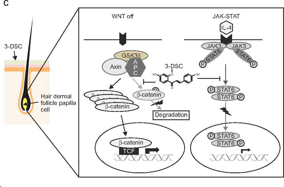 Figure 3 From 3 Deoxysappanchalcone Promotes Proliferation Of Human