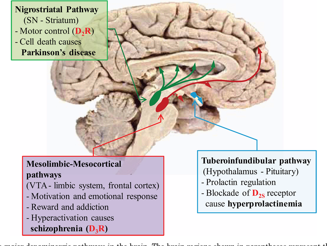 Dopamine Receptors In The Brain