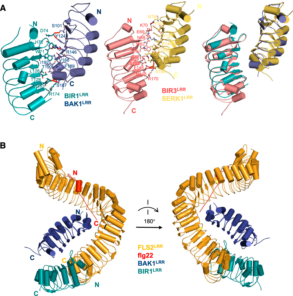 Figure 2 From Structural Insights Into The Plant Immune Receptors Prrs