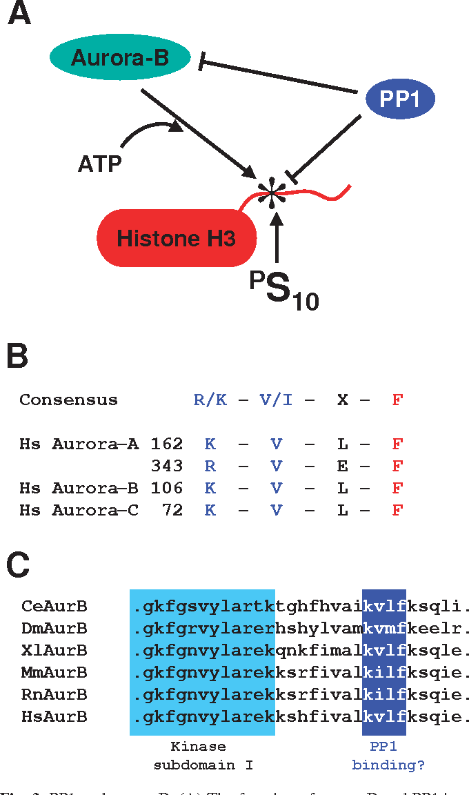 Figure 1 From Phosphorylation Of Serine 10 In Histone H3 What For