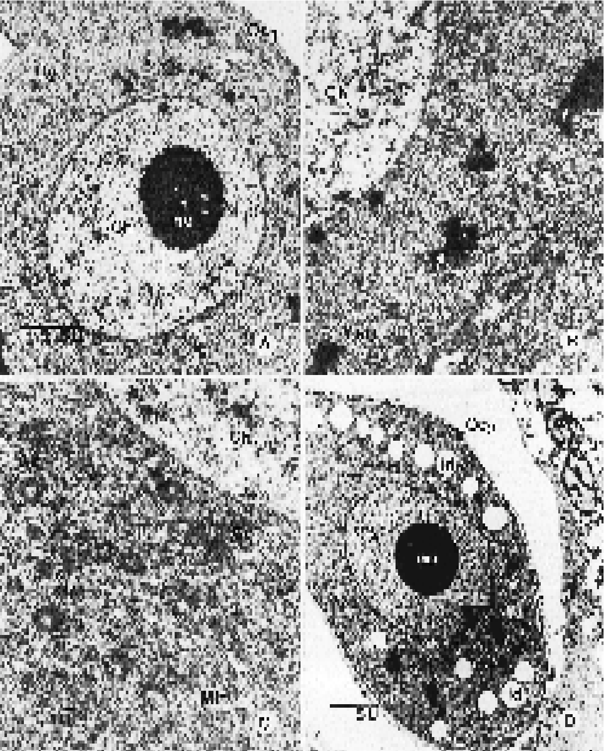 Figure 1 From Classification Of Germ Cells Reproductive Cycle And