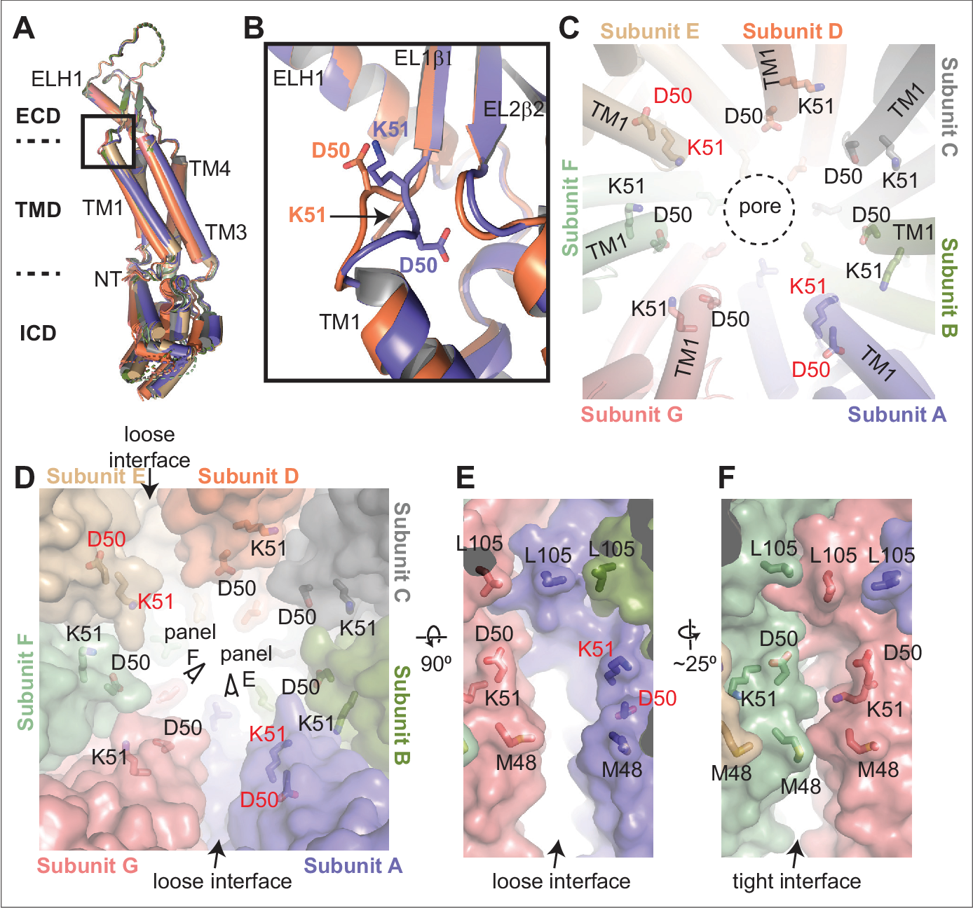 Figure 1 From Cryo Em Structures Of An Lrrc8 Chimera With Native