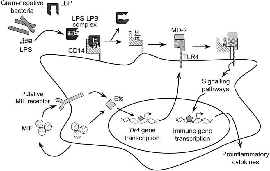 Figure 1 From Macrophage Migration Inhibitory Factor And Host Innate