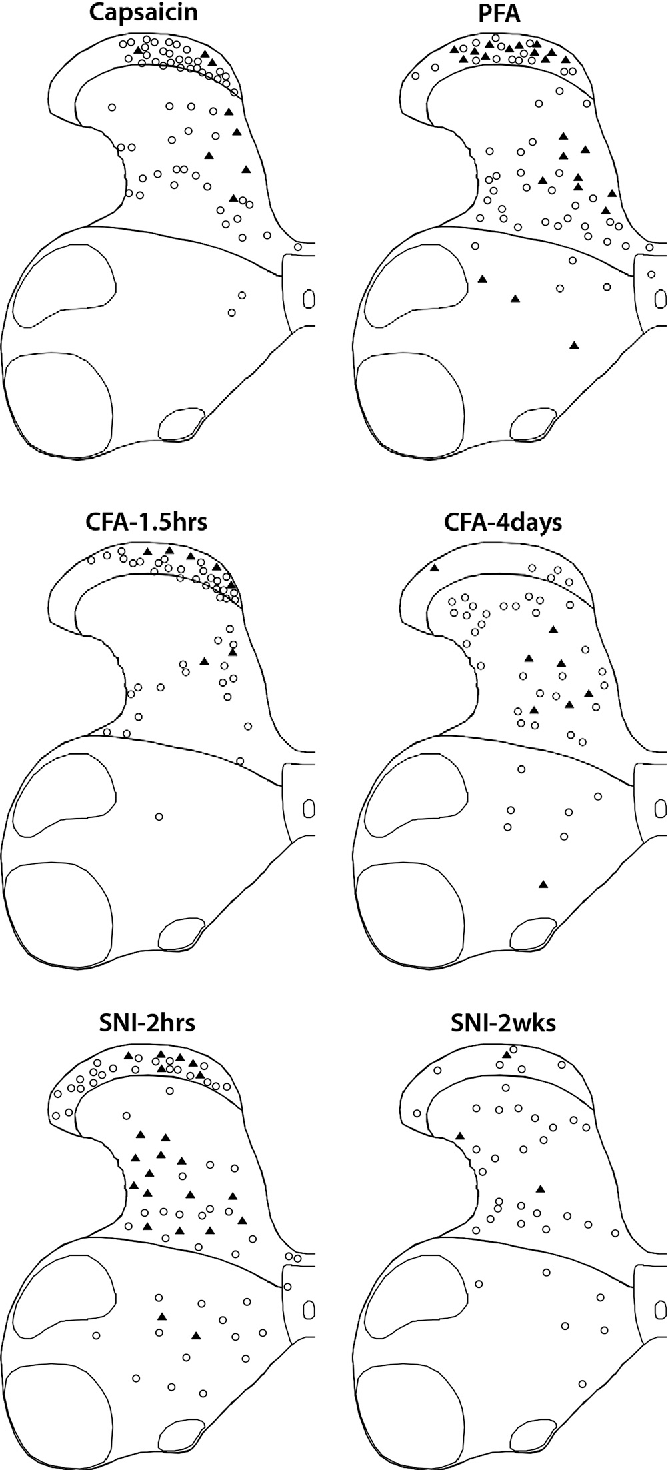 Figure 1 From Spinal Distribution Of C Fos Activated Neurons Expressing