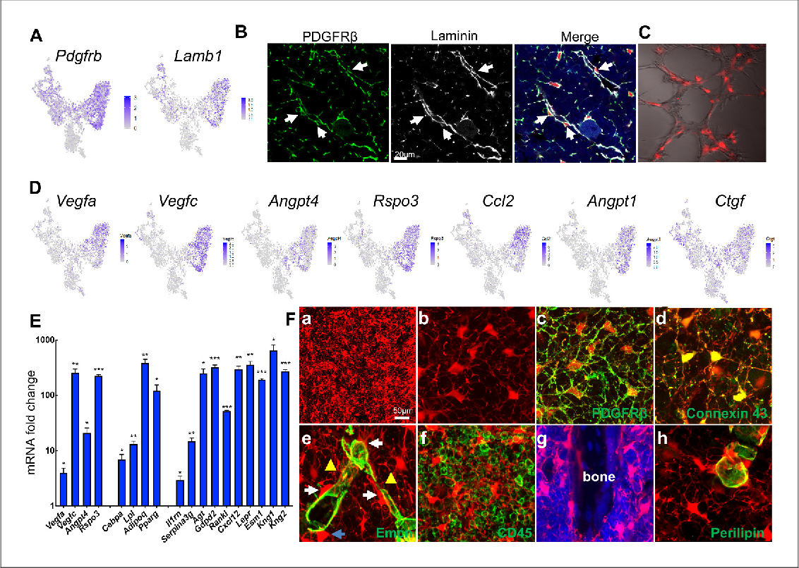 Figure 1 From Single Cell Transcriptomics Identifies A Unique Adipose