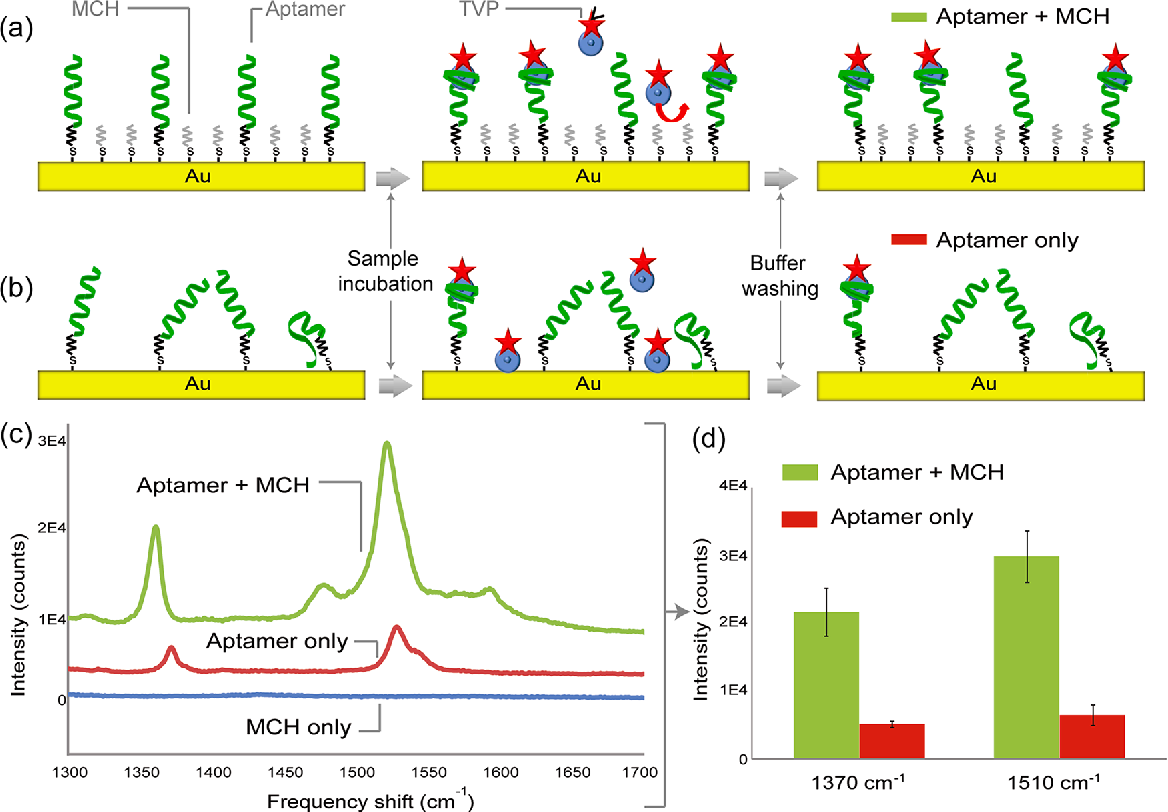 Pdf Surface Enhanced Raman Spectroscopy Based Quantitative Bioassay