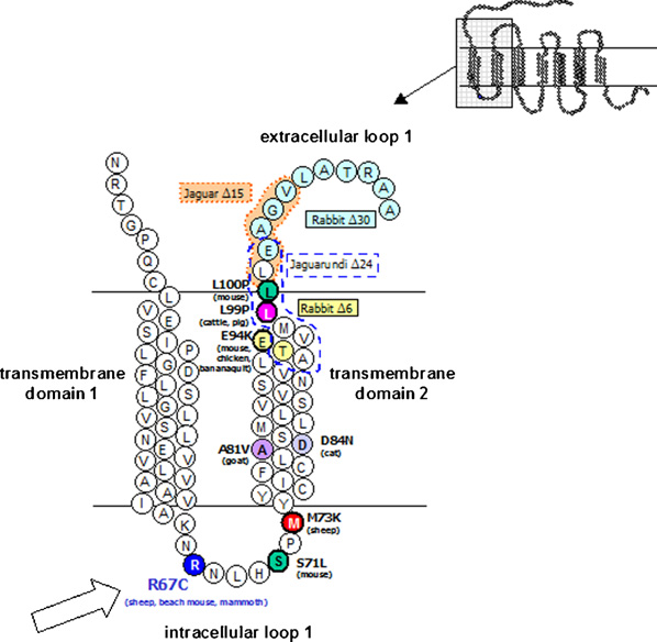 Pdf Sequence Characterization Of The Melanocortin 1 Receptor Mc1r