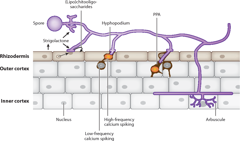 Cell And Developmental Biology Of Arbuscular Mycorrhiza Symbiosis