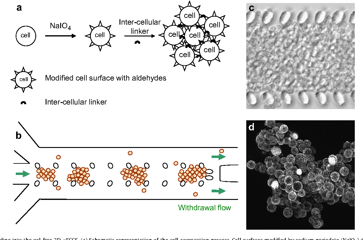 Figure 2 From A Gel Free 3d Microfluidic Cell Culture System