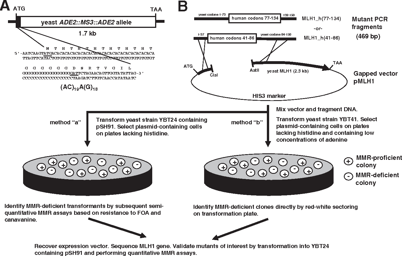 Figure 1 From Human Mutl Homolog Mlh1 Function In Dna Mismatch Repair