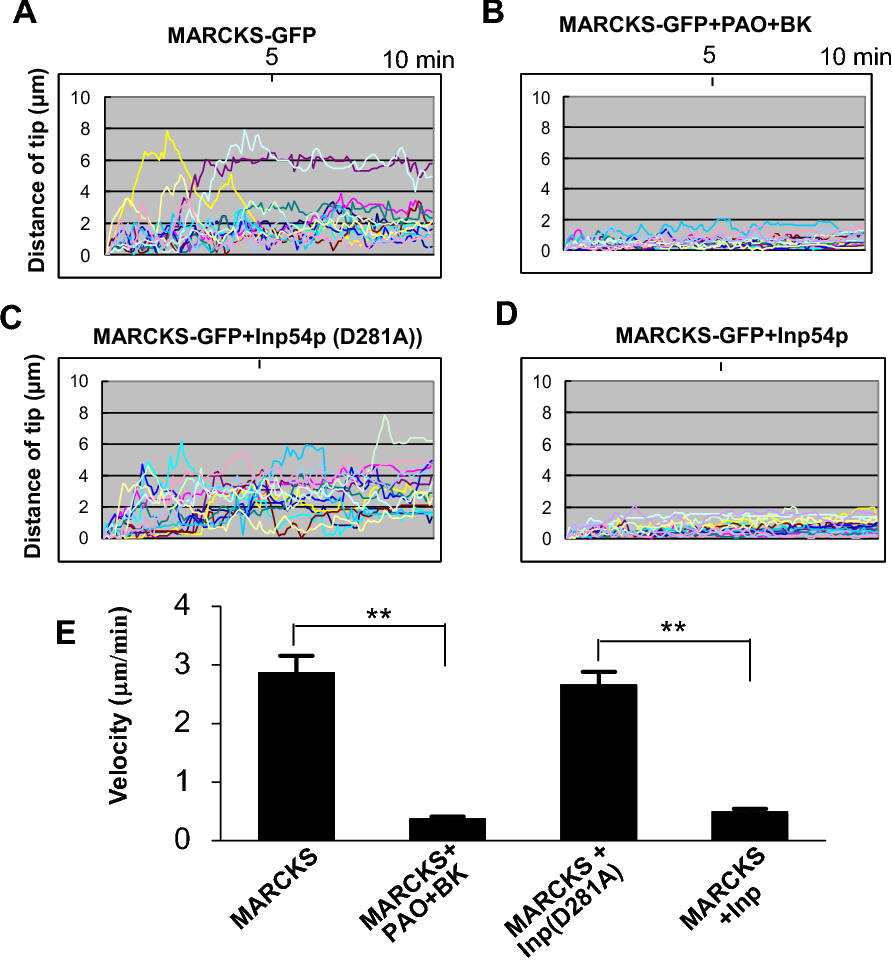 Pdf Actin Filament Assembly By Myristoylated Alanine Rich C Kinase