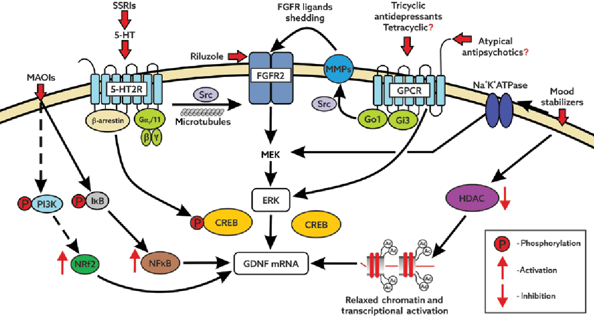 Role Of Glial Cell Line Derived Neurotrophic Factor In The Pathogenesis