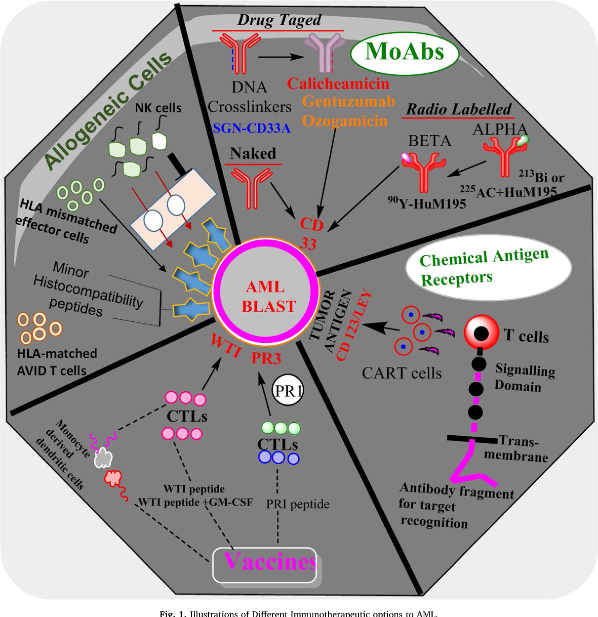 Figure 1 From Immunotherapy For Acute Myeloid Leukemia Aml A Potent