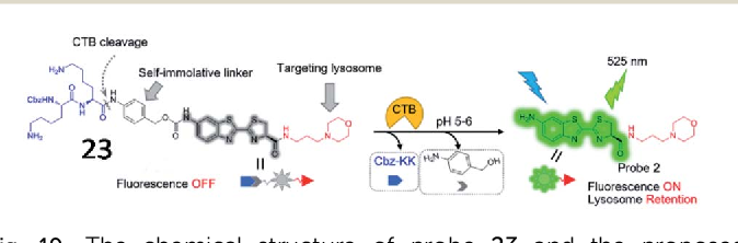 Pdf Fluorescent Probes For Visualizing Ros Associated Proteins In