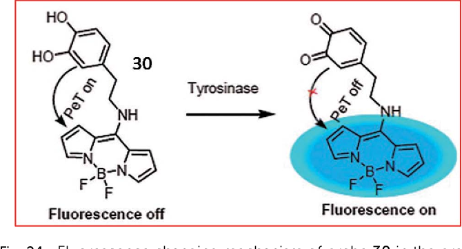 Pdf Fluorescent Probes For Visualizing Ros Associated Proteins In