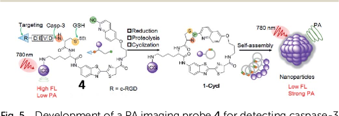 Pdf Fluorescent Probes For Visualizing Ros Associated Proteins In