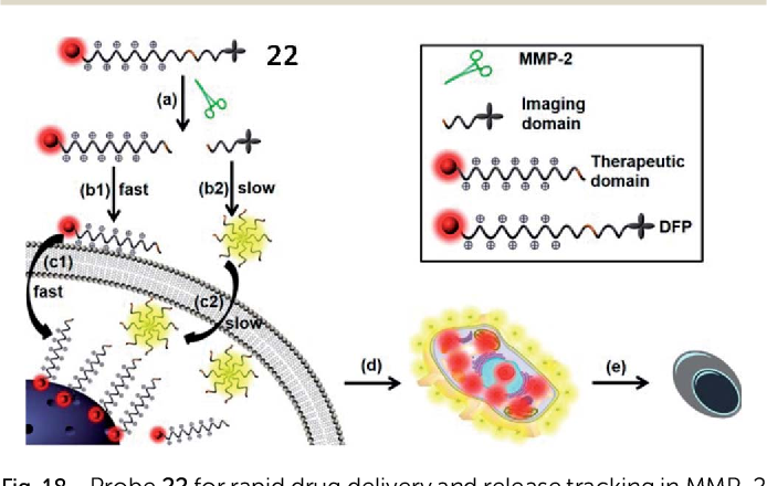 Figure 1 From Fluorescent Probes For Visualizing Ros Associated