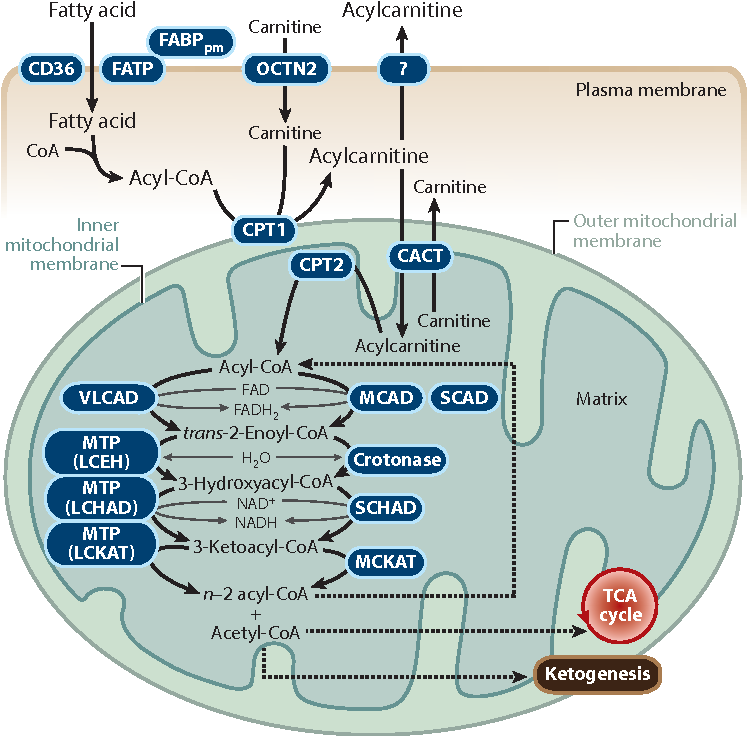 Figure 1 From The Biochemistry And Physiology Of Mitochondrial Fatty