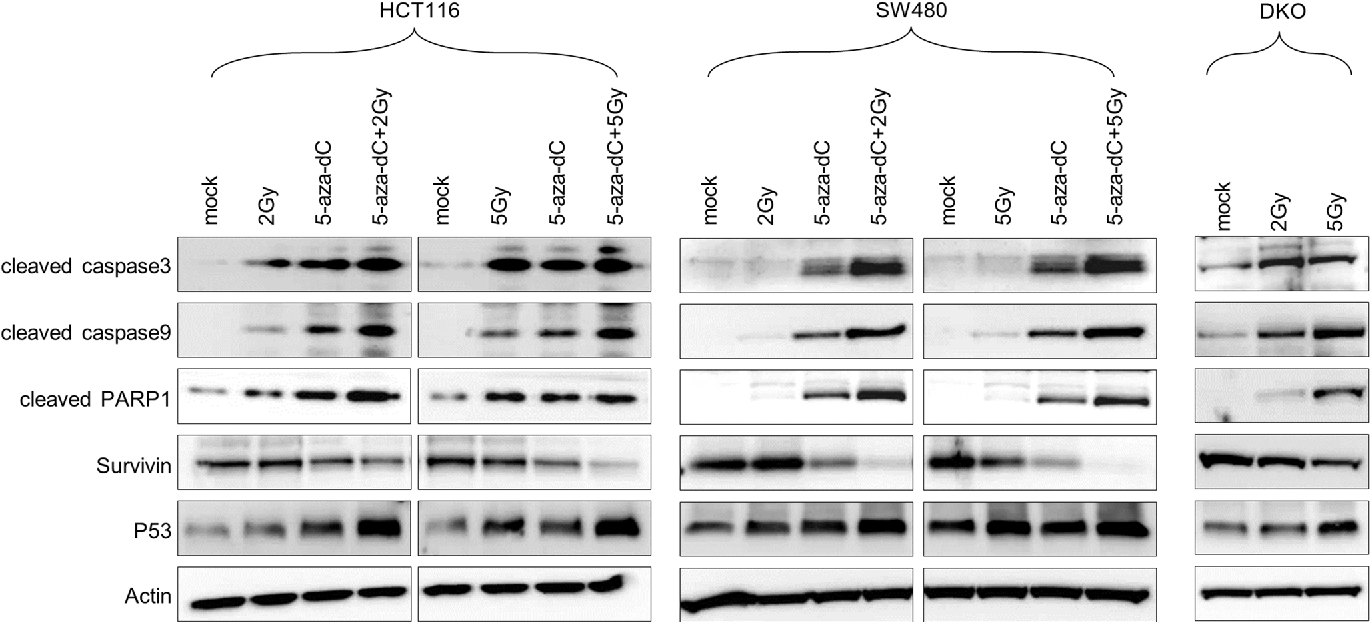 Figure 3 From Combination Effect Of Epigenetic Regulation And Ionizing