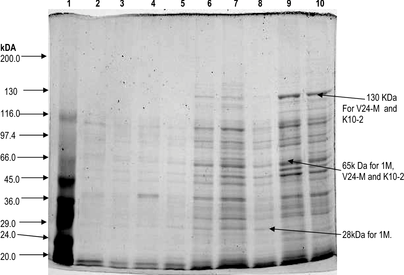 Figure 1 From Molecular Characterization Of Bacillus Thuringiensis