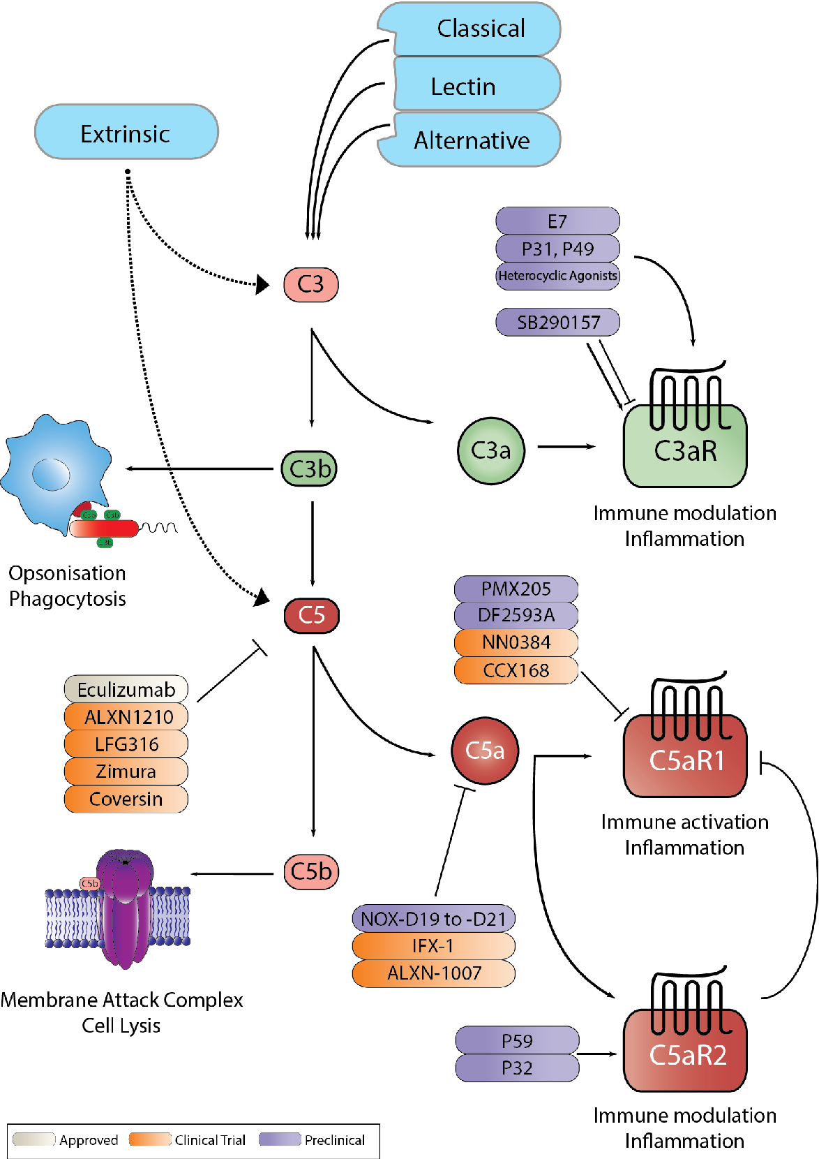 Figure 1 From Exploring The Role Of C5a C5ar1 Signalling In Development