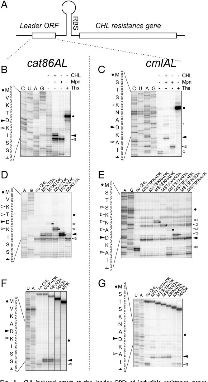 Figure 1 From Context Specific Inhibition Of Translation By Ribosomal