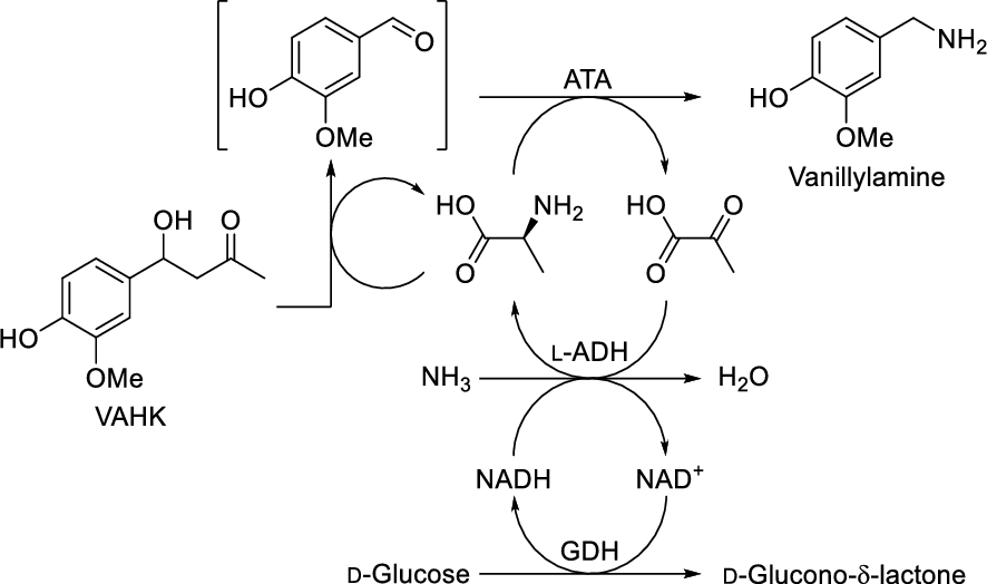 Pdf Amine Transaminases In Multi Step One Pot Reactions Semantic