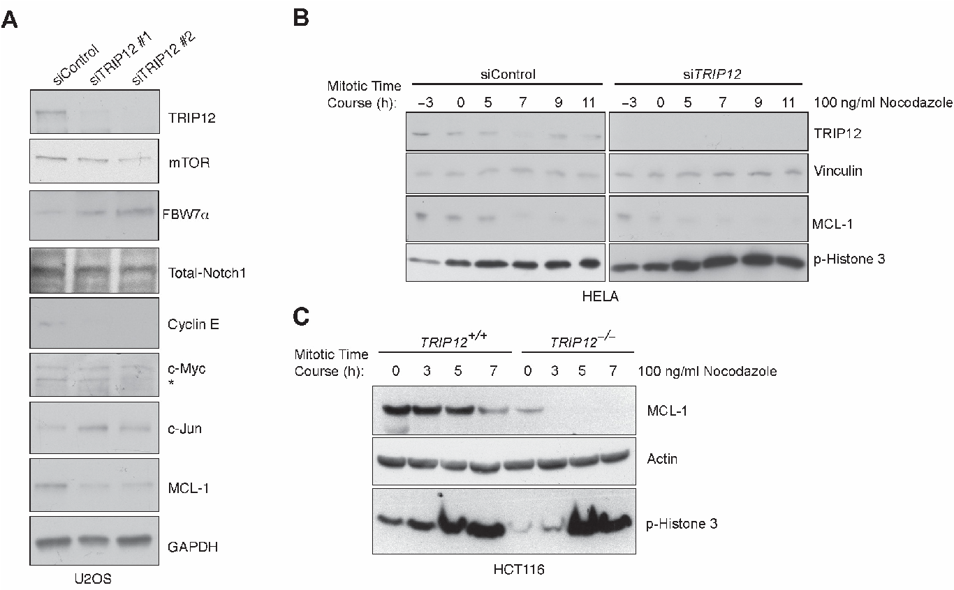 Pdf E3 Ubiquitin Ligase Trip12 Controls Exit From Mitosis Via