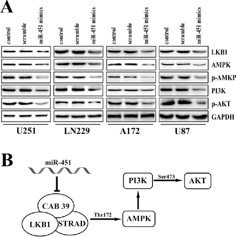 Pdf Microrna Mir 451 Downregulates The Pi3kakt Pathway Through Cab39