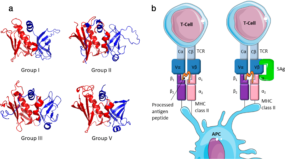 Pdf Manipulation Of Innate And Adaptive Immunity By Staphylococcal