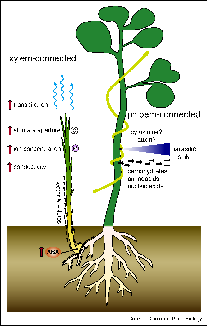 Parasitic Roots