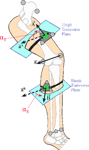 Knee Flexion And Extension