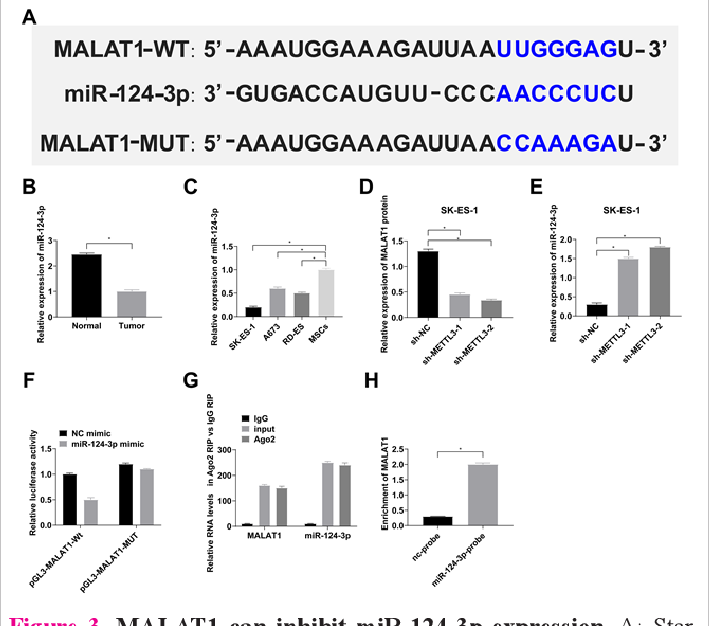 Pdf Mettl3 Modified Lncrna Malat1 Regulates The Molecular Axis Of Mir