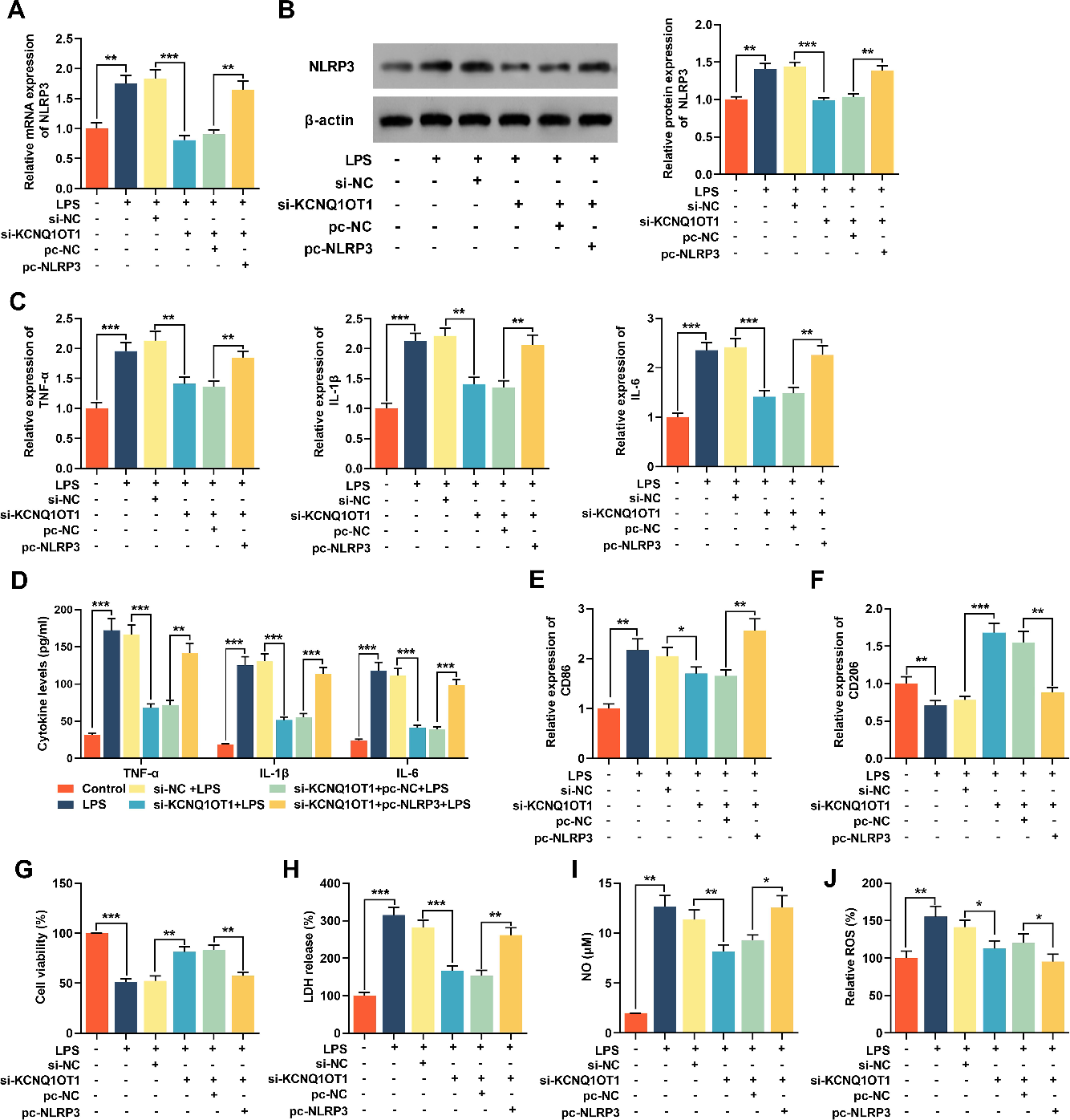 Pdf Inhibition Of Long Non Coding Rna Kcnq1ot1 Attenuates