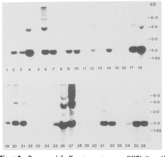 Table 1 From Investigation Of Chromosome Mediated Gene Transfer Using