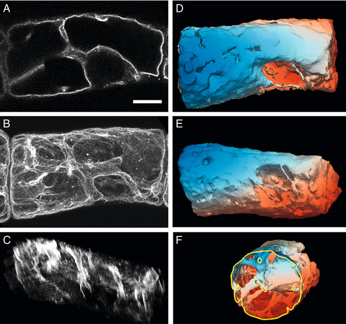 Figure 34 From Chapter 3 New Insights Into Plant Vacuolar Structure