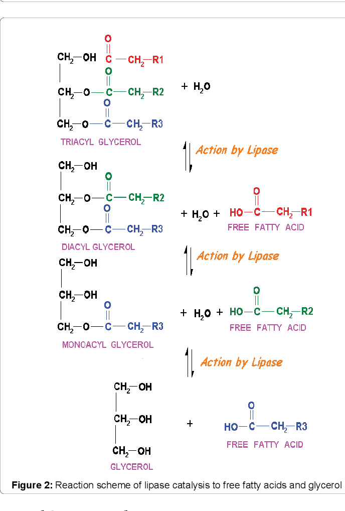 Figure 2 From Fungal Lipase Production By Solid State Fermentation An