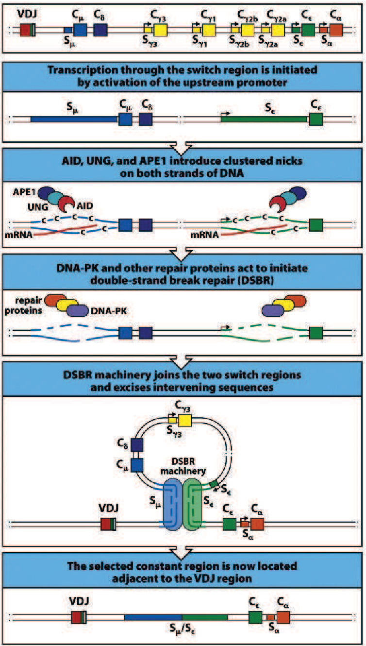 Somatic Hypermutation Of Immunoglobulin Genes Correlation With The