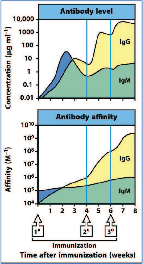 Somatic Hypermutation Of Immunoglobulin Genes Correlation With The