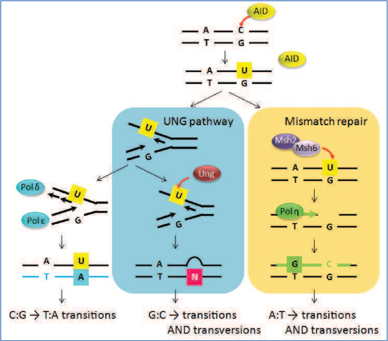 Somatic Hypermutation Of Immunoglobulin Genes Correlation With The