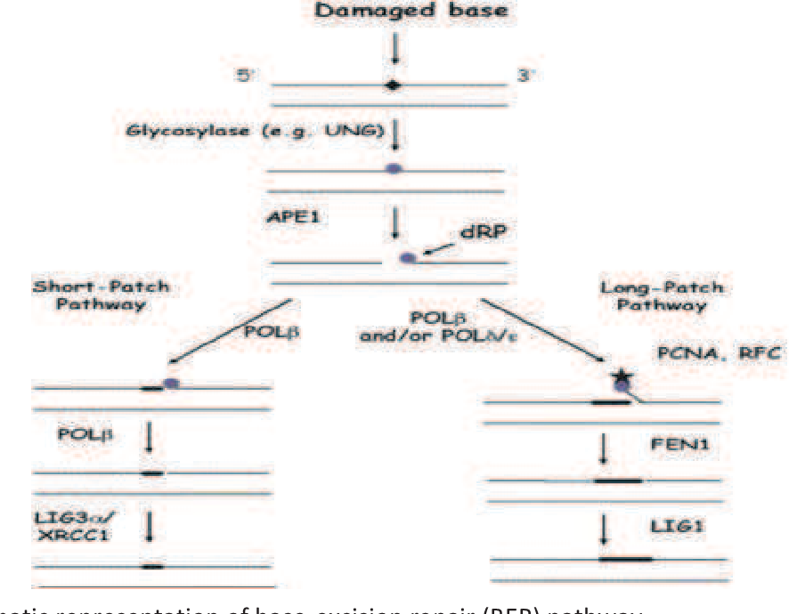 Somatic Hypermutation Of Immunoglobulin Genes Correlation With The